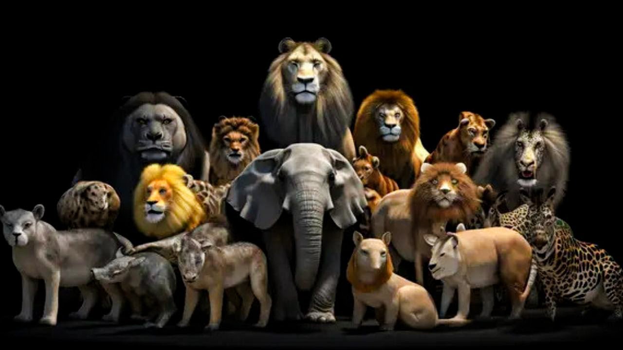 Sensory Newborn Baby Running Animals - YouTube