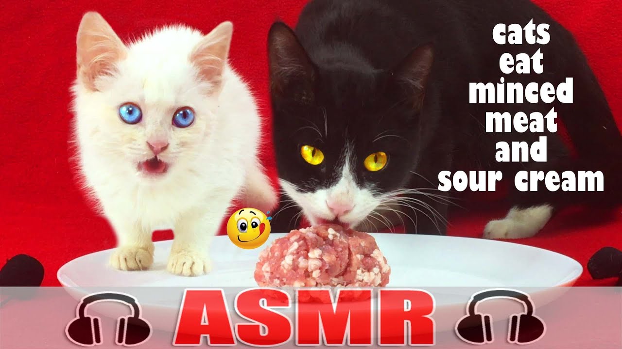Cat and kitten eat minced meat with sour cream asmr My cat ASMR 🐱 196 ...