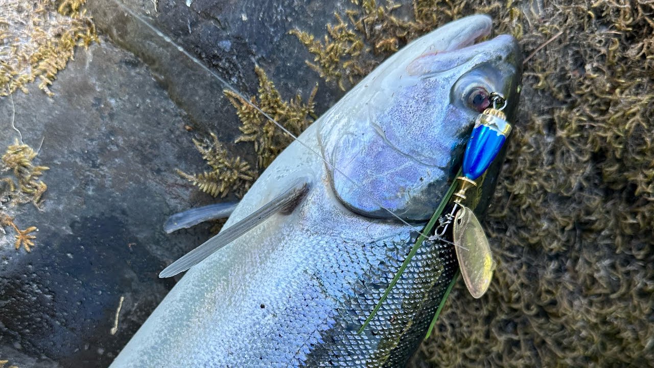 Summer steelhead [CHROME} - YouTube