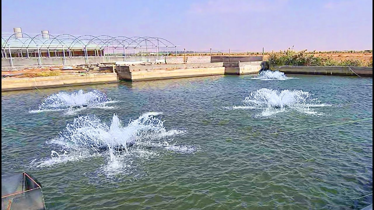 TILAPIA FARM IN THE DESERT - LANA FISH FARM, RIYADH, KSA - Tourism ...