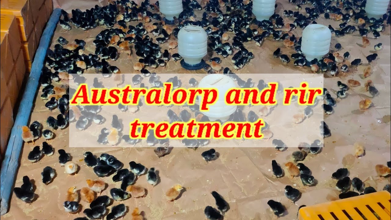Australorp and rir!! treatment!!day-8 - YouTube