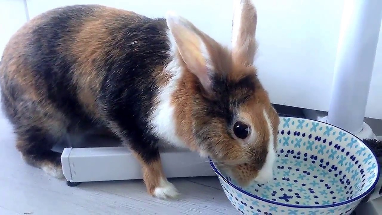 Sweet Bunny Drinking, So Cute! Crazy Bunny Drinking Video - YouTube