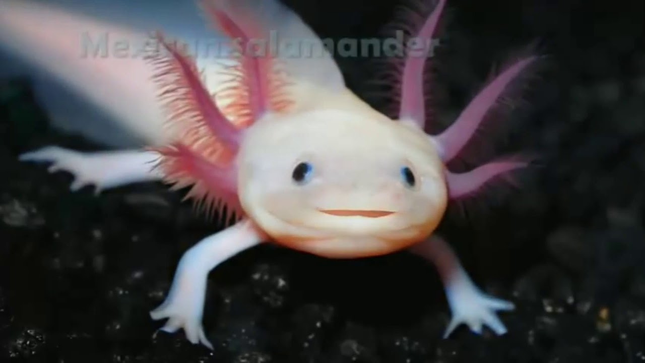 Unbelievable new creatures found must watch 😮😮 - YouTube