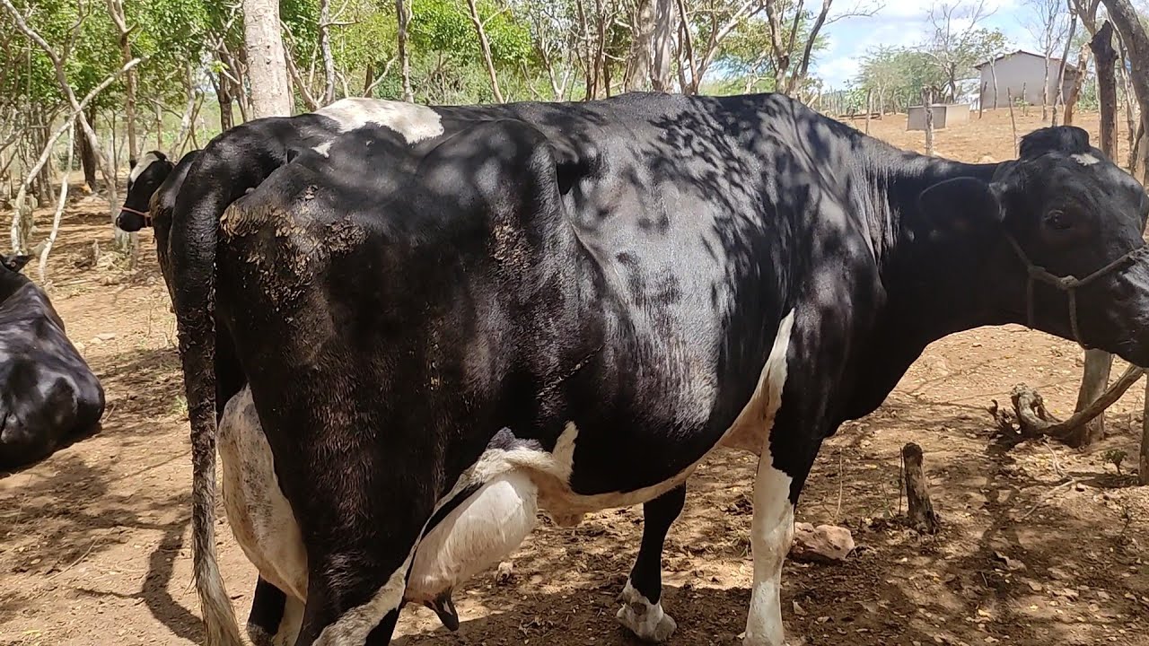 SÍTIO COM CRIAÇÃO DE VACA🐮 LEITEIRA COM ALTA PRODUÇÃO #vacaleiteira # ...
