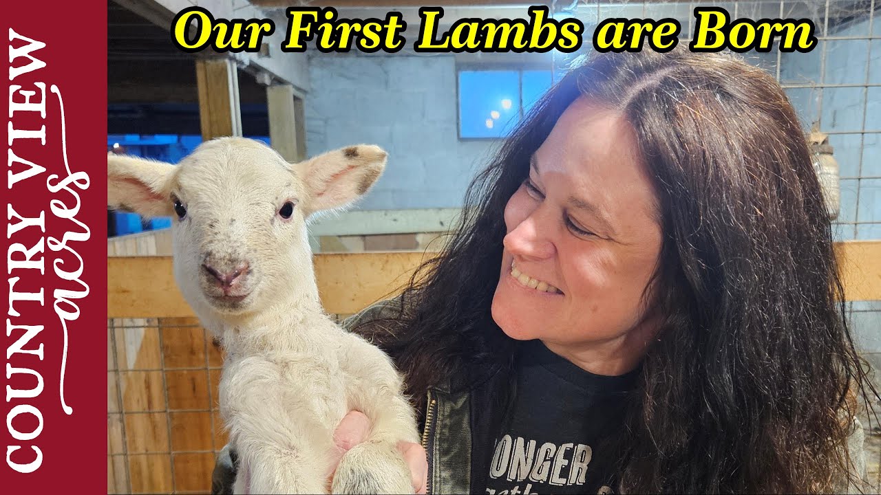 Our First 3 Lambs are Born. The Ear Tagging system we plan to use ...
