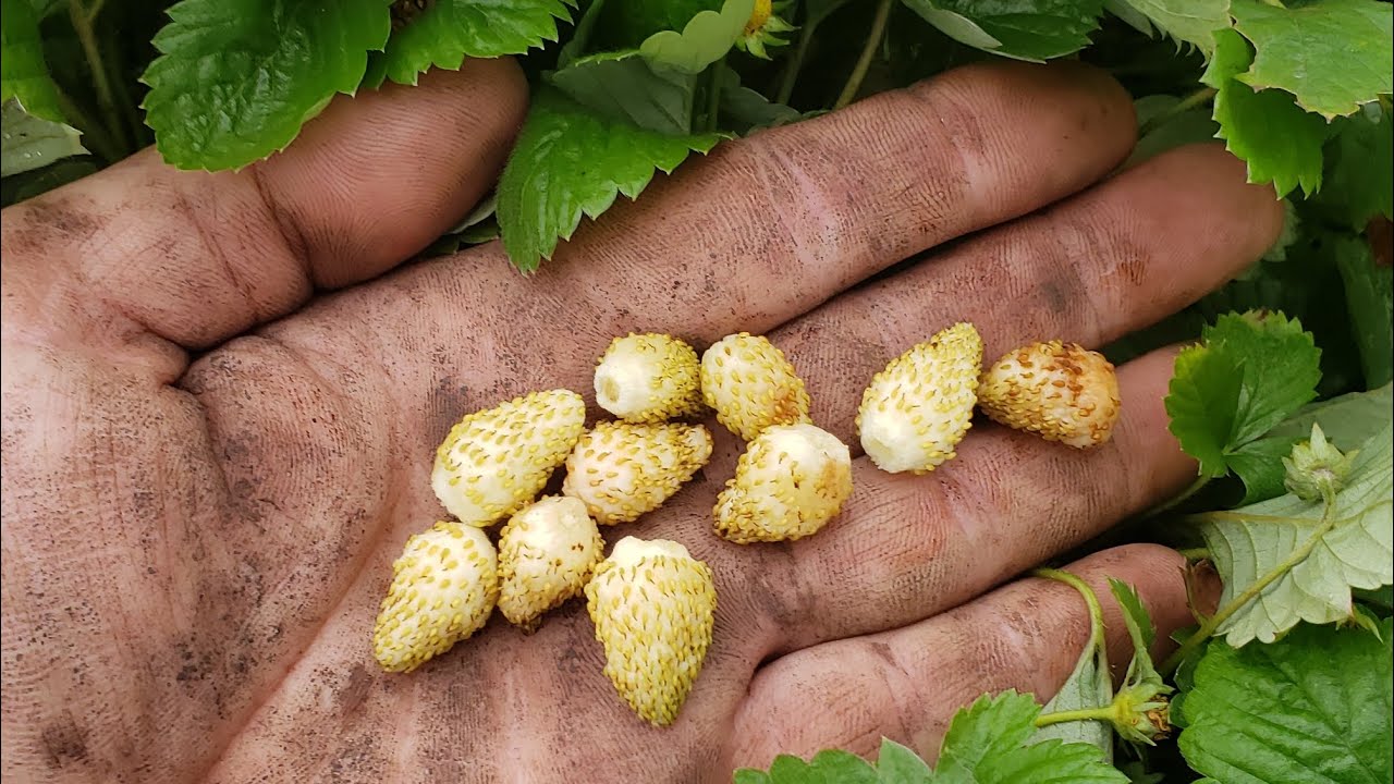 Alpine Strawberries! Wild White, Yellow Wonder & My New Variety Wild ...
