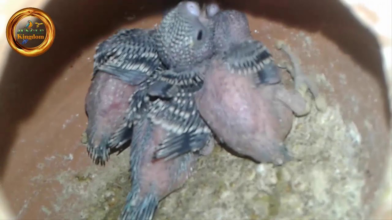 Budgies Breeding | Spangle Female Budgie Breeding Progress | Episode 4 ...