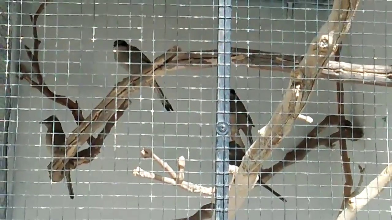 Best parrots breeding farm in quetta/ parrot farm visit - YouTube