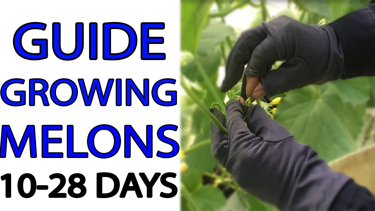 GUIDE TO GROW MELONS - Stage 10 To 28 Days - Pollinate Melon - YouTube