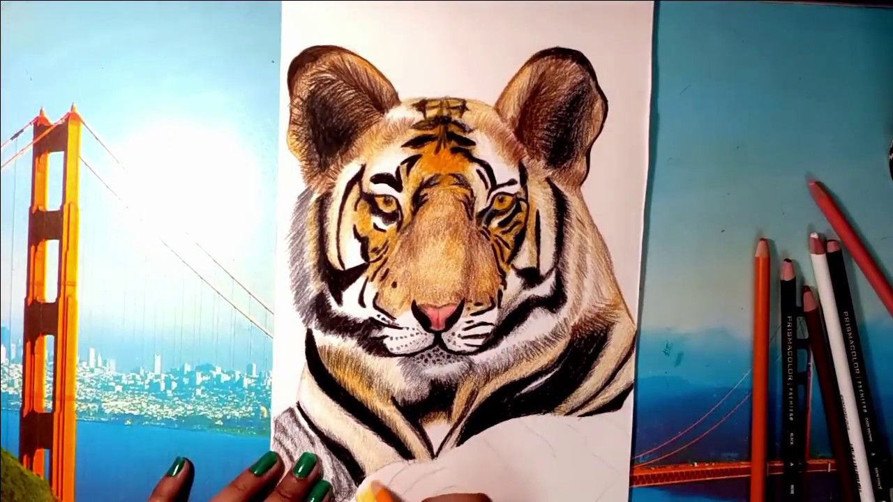 How to Draw a Tiger - Realistic Pencil Drawing - YouTube