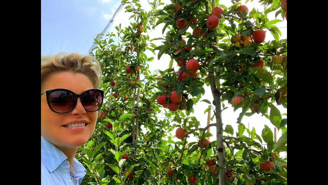 Vous allez tout apprendre sur les pommes! Comment on fait le jus, le ...