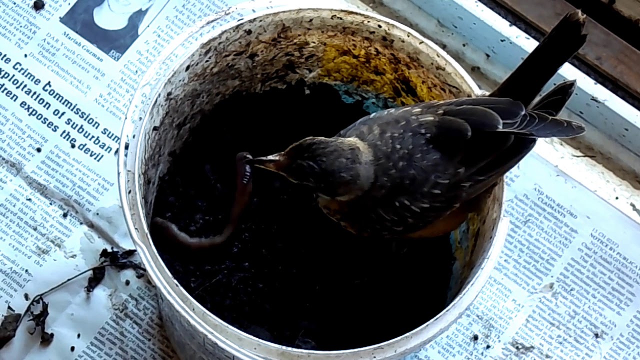 Robin Bird Eating Worms - YouTube
