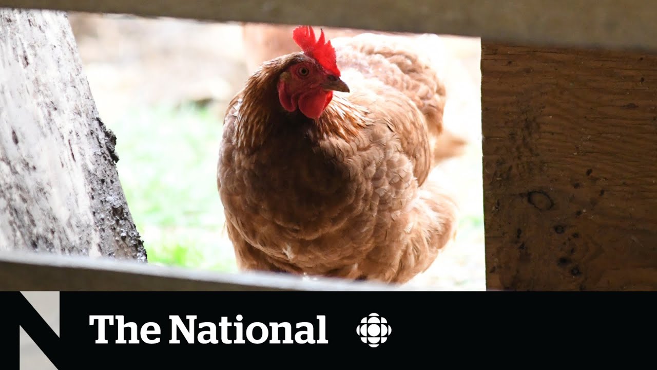 Growing concerns over avian flu outbreaks - YouTube