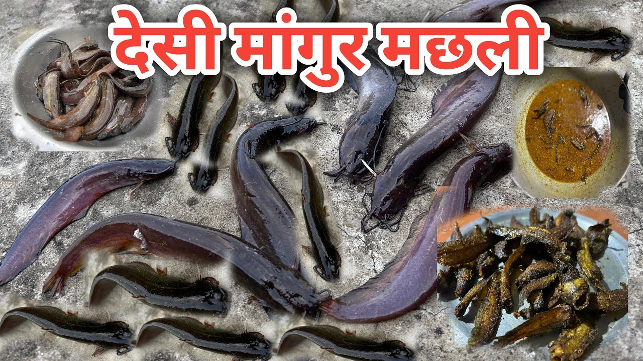 आज देसी मांगुर मछली देसी मसाले में बनाया l Desi Mangur machali kaise ...