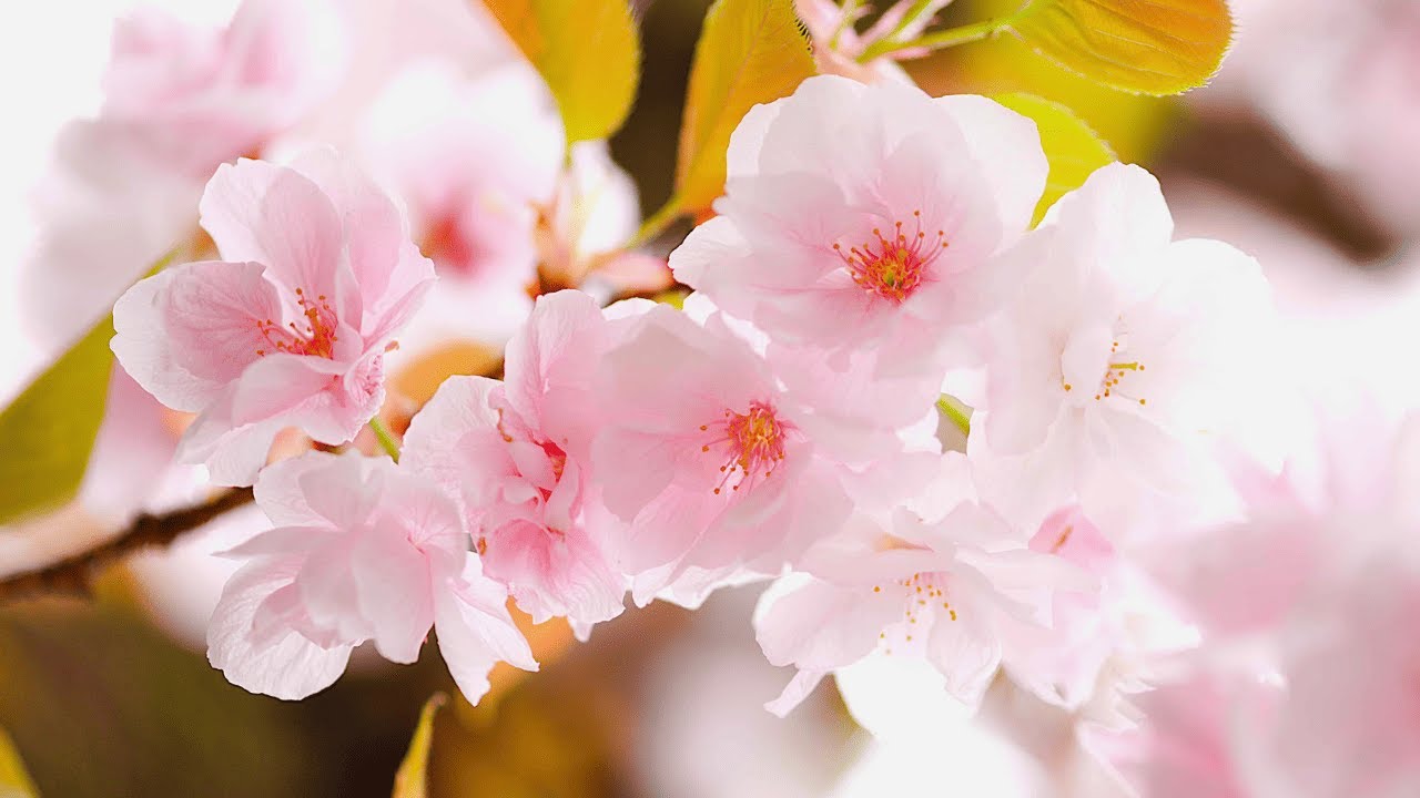 Relaxing Piano Music: Spring Ambience - 4K Nature’s Symphony with ...