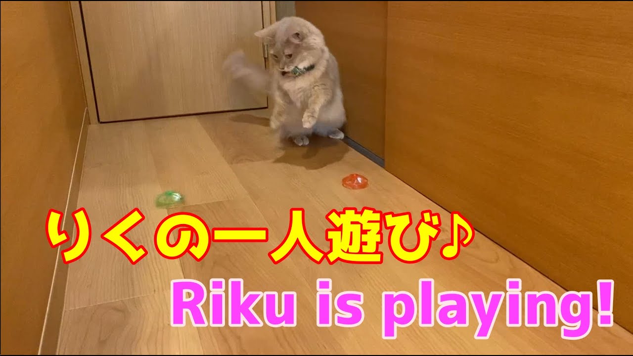 【cat video】Riku is playing! りくの一人遊び♪（りく／猫動画） - YouTube