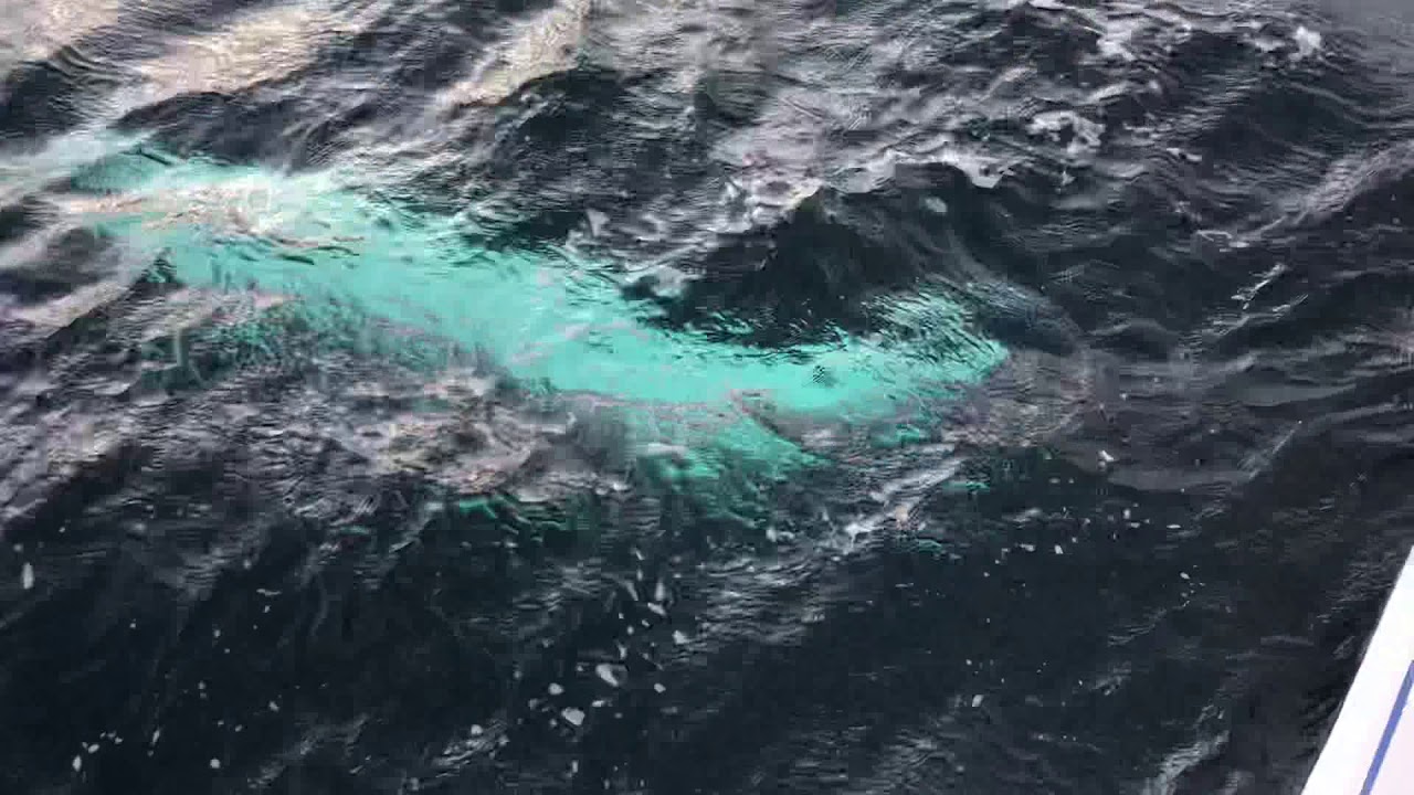Hvaldimir the beluga whale Tromso Norway - YouTube