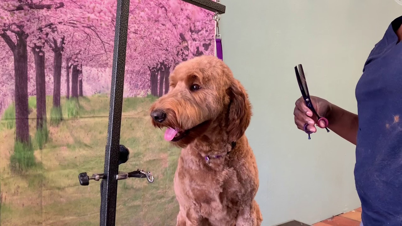 How to use two different blades on a dog - YouTube