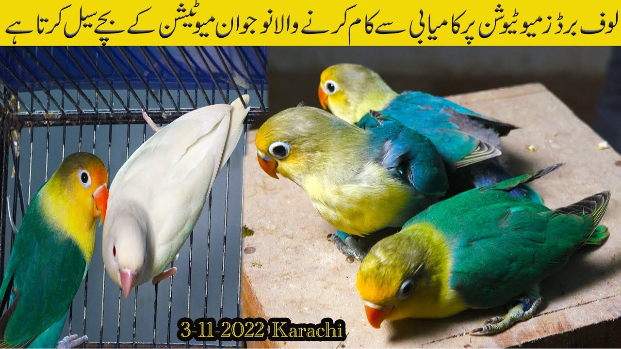 How to Start Unique and Rare Lovebirds Mutation 3-11-2022 Karachi - YouTube