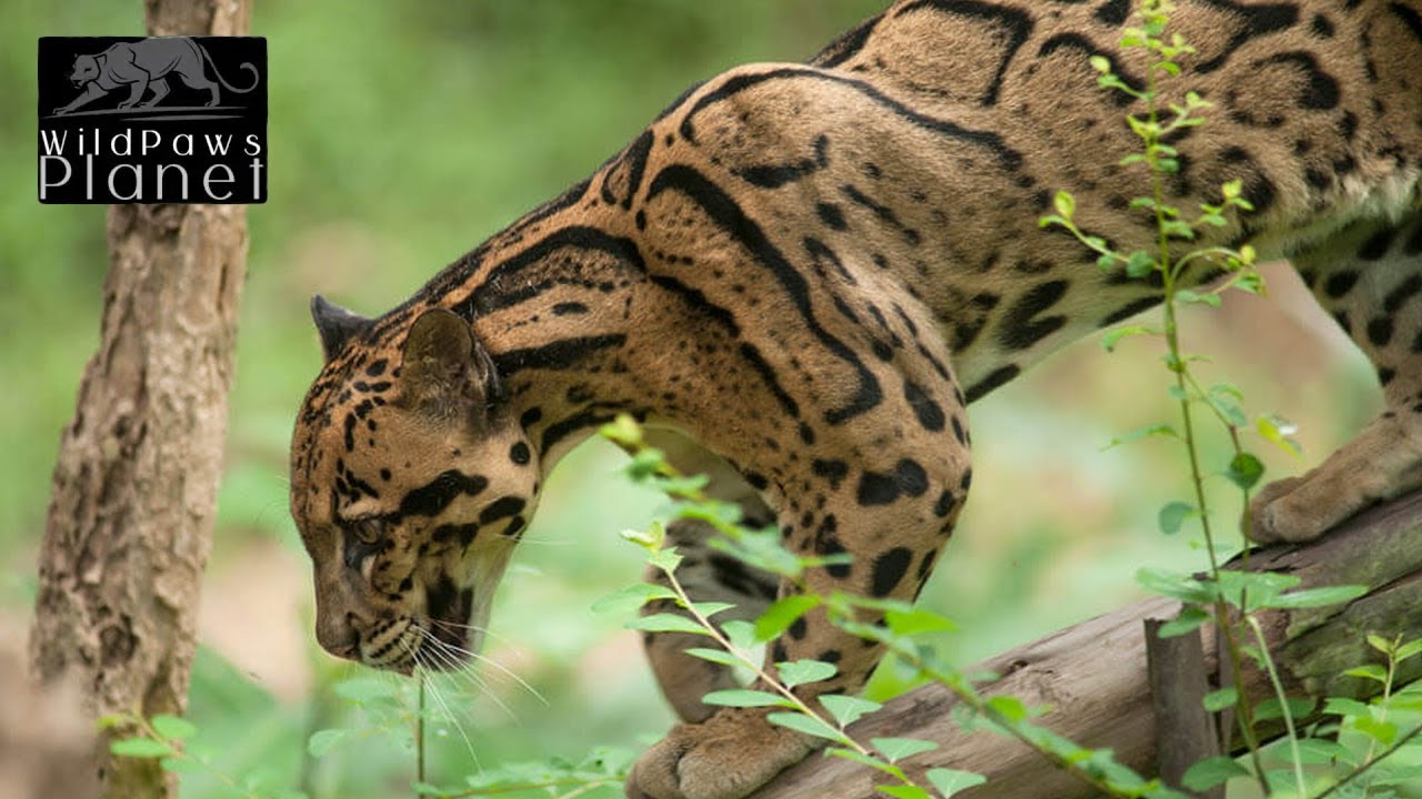 Whispers in the Mist: Unveiling the Enigma of the Clouded Leopard - YouTube