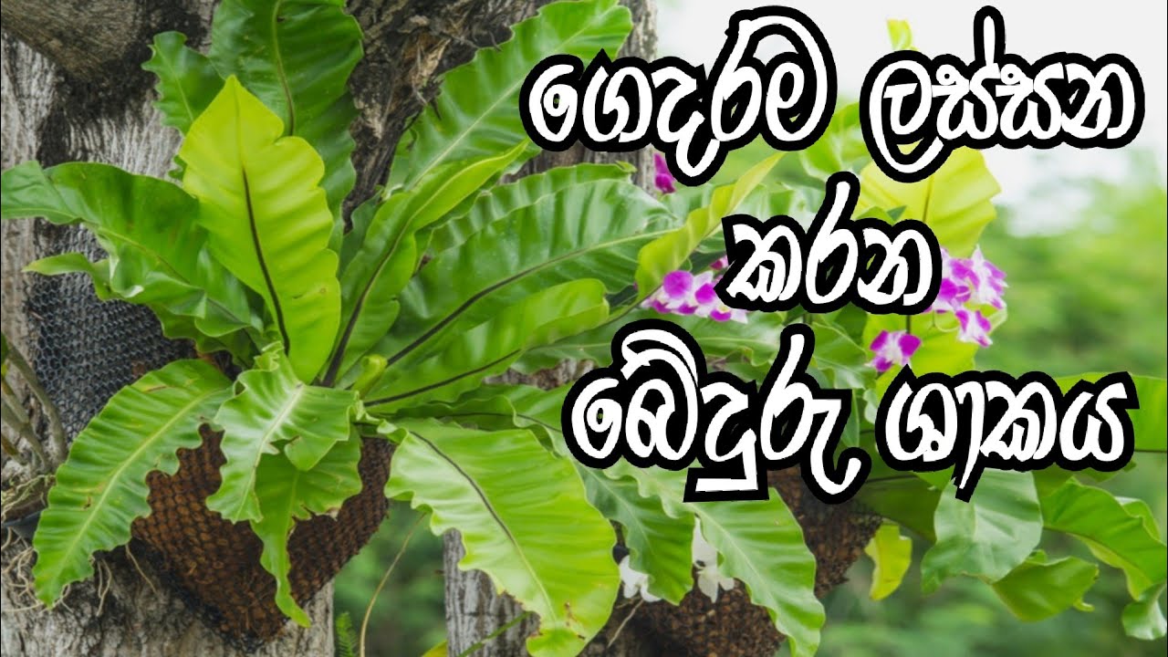 මිදුල හැඩකරන බේදුරු ශාකයක් නිවසේදිම අපිම හදාගමු How to grow beduru ...