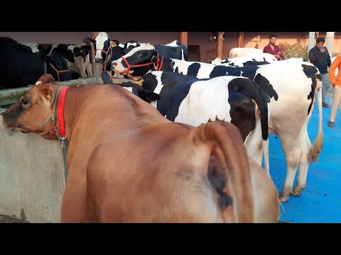 BREEDED ANIMALS For Maharashtra Customers Who Came Again After 6 Months ...