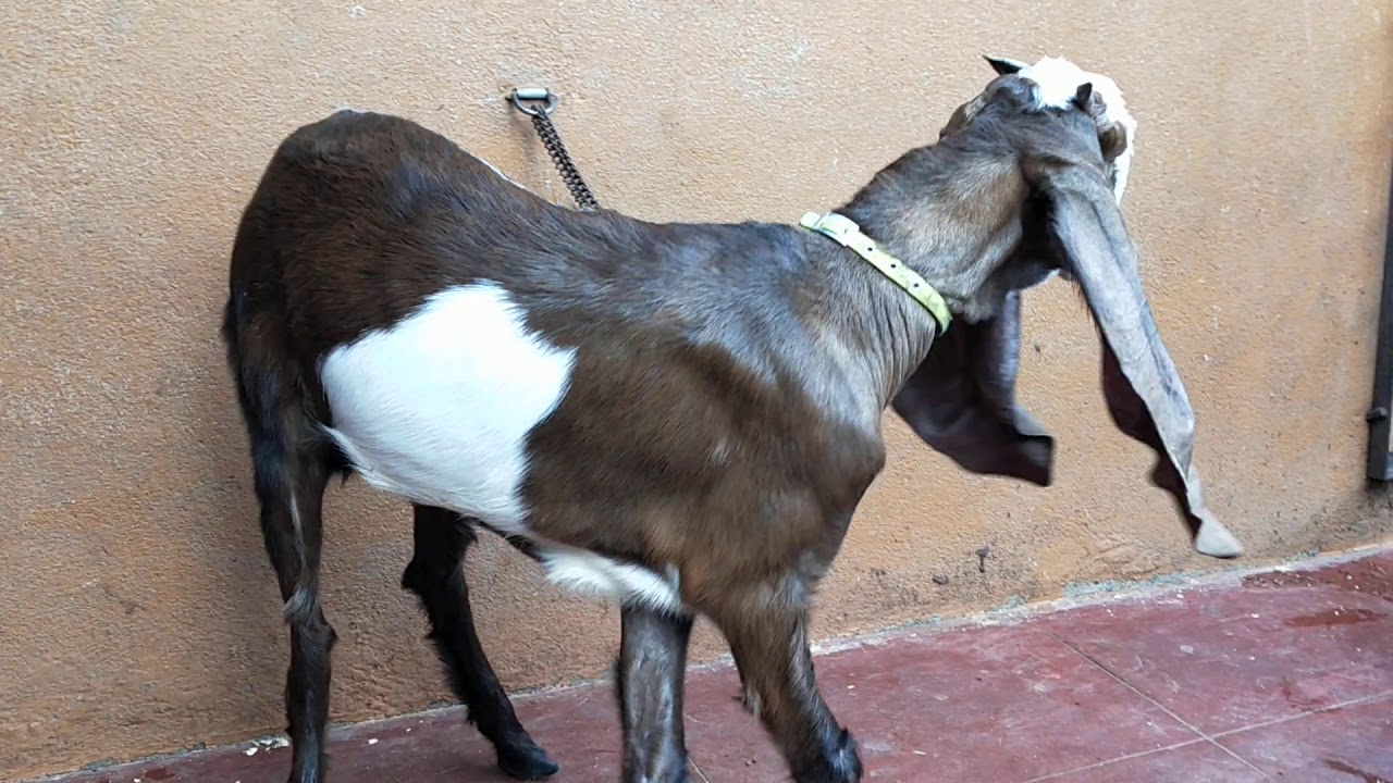 Bangalore Tajjammul"s jamunapari goats breed 9035010282 /9035010289 ...