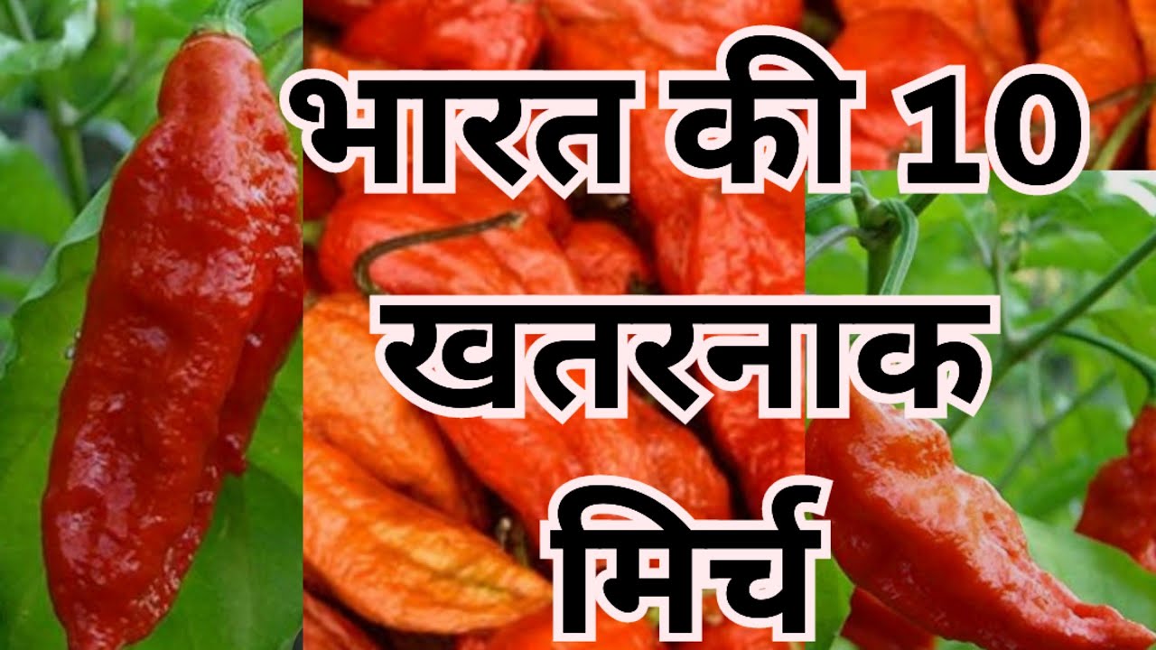 10 most Dangerous chilli of India | दुनिया की सबसे तीखी मिर्चियां ...