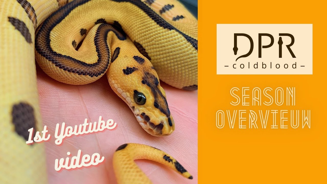 First Video On Youtube, Take A Look At Some Of Our Exciting Snakes ...