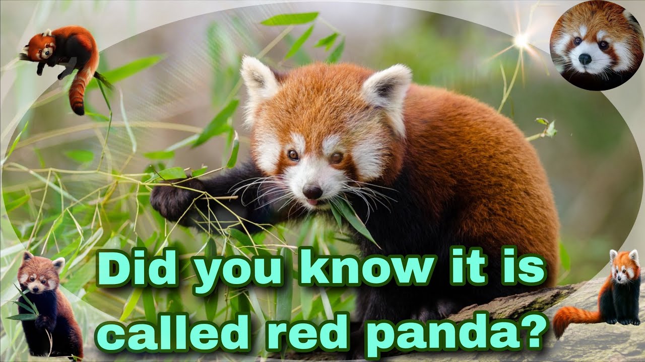 "Playful Red Panda Antics: Adorable Encounters in the Forest" - YouTube