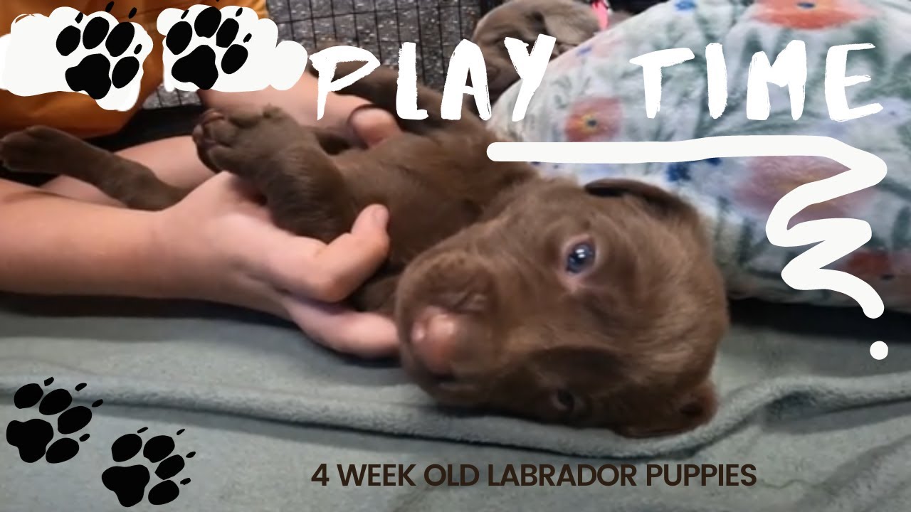 Play Time with the pups - 4 Week old Labrador puppies 🪅🏈😍 #labrador # ...
