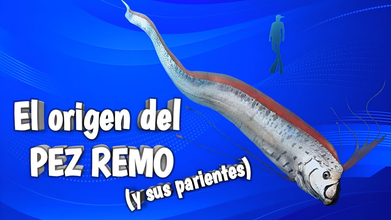 😲 El pez óseo MÁS LARGO del MUNDO! Conoce el origen del PEZ REMO🐉 - YouTube