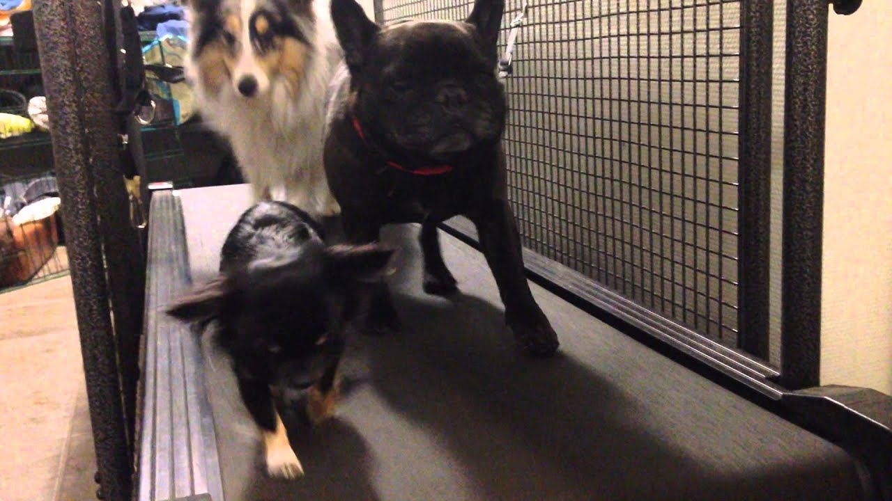 Sam, Ivan och Mimmi - YouTube