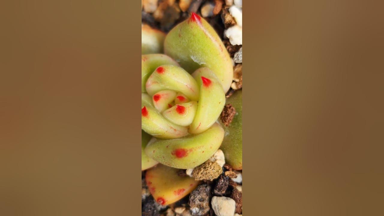 야인 2022년 파종이 ~ 손톱 콕콕 ~ 파종이 다육 다유기 다육이 다육식물 반려식물 다육판매 다육이판매 다육이키우기 다육인스타그램 매혹이 청주 야인