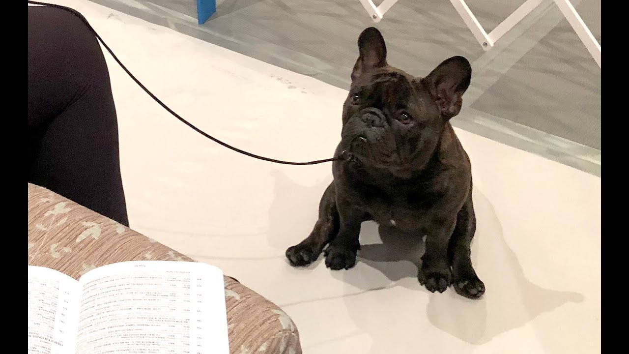 Bat ears are a must when judging Frenchies as well as these French ...