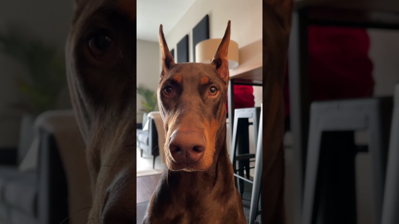 Doberman crying - YouTube