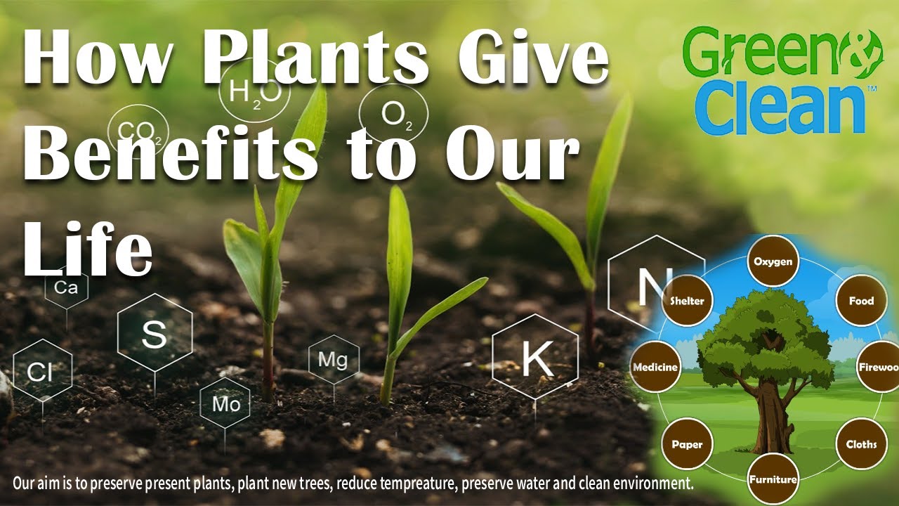 How Plants Give Benefits to Our Life | Green & Clean 77 | AFOBI - YouTube