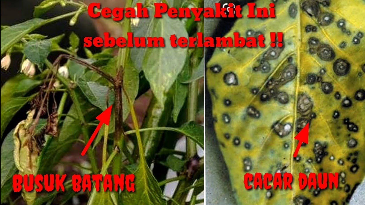 Cara Mencegah Penyakit Busuk Daun Busuk Batang Cacar Daun Pada Tanaman ...