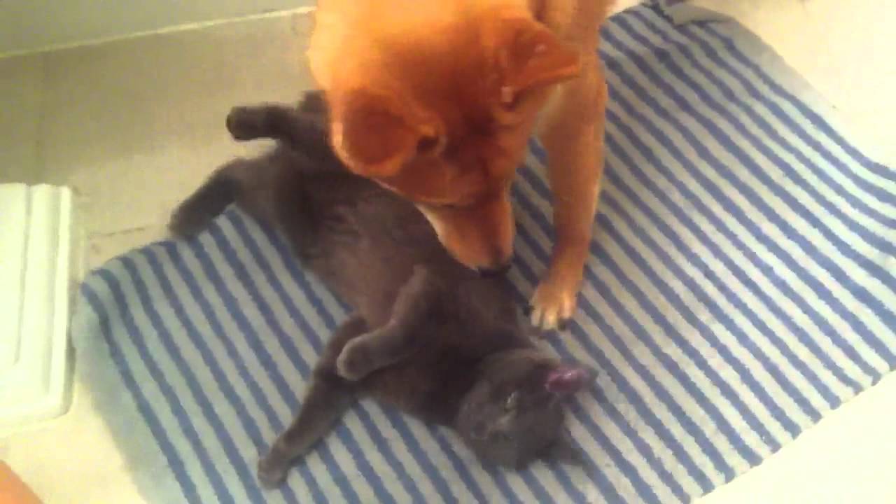 Shiba inu and Russian blue hanging out - YouTube