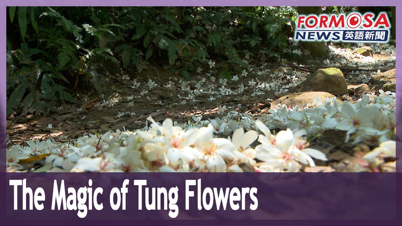 Tung flowers in full bloom in New Taipei - YouTube