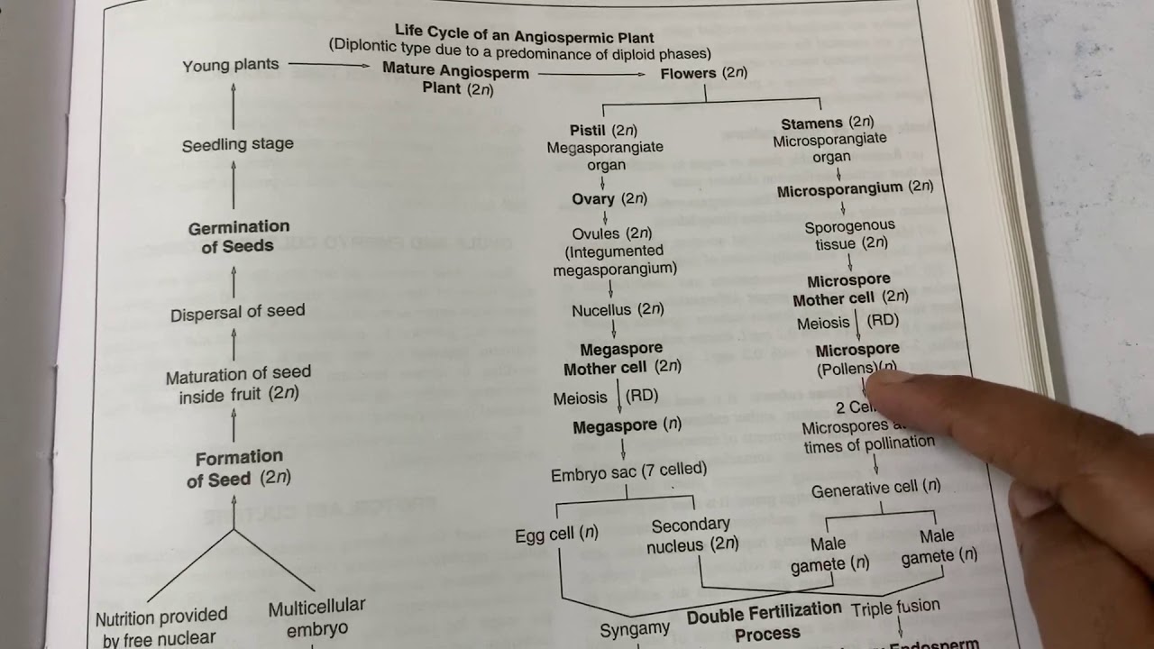 Diplontic life cycle of Angiospermic plant - YouTube