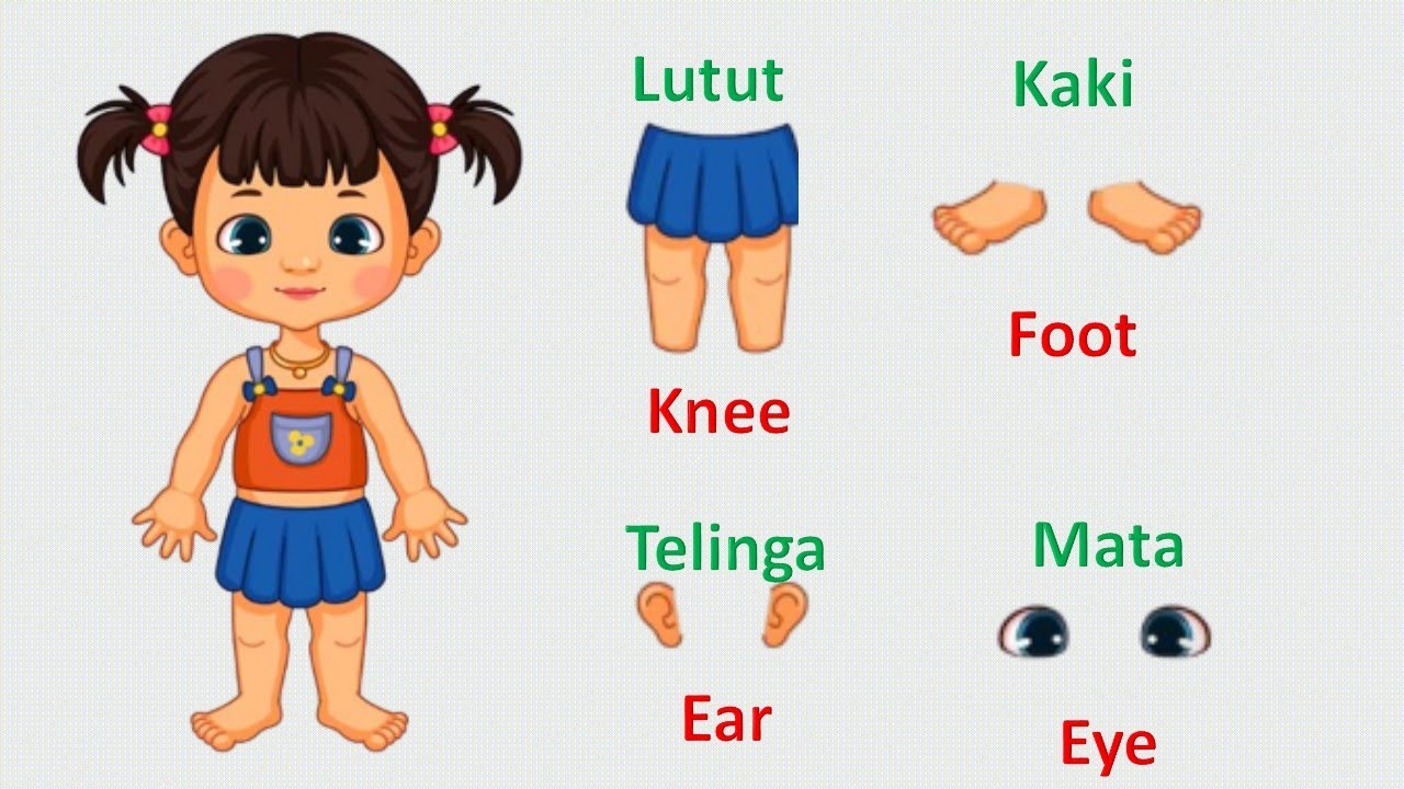 Belajar Bahasa Inggris Bagian Tubuh Manusia (Body Parts) - YouTube