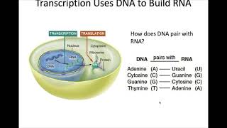DNA Structure and Function