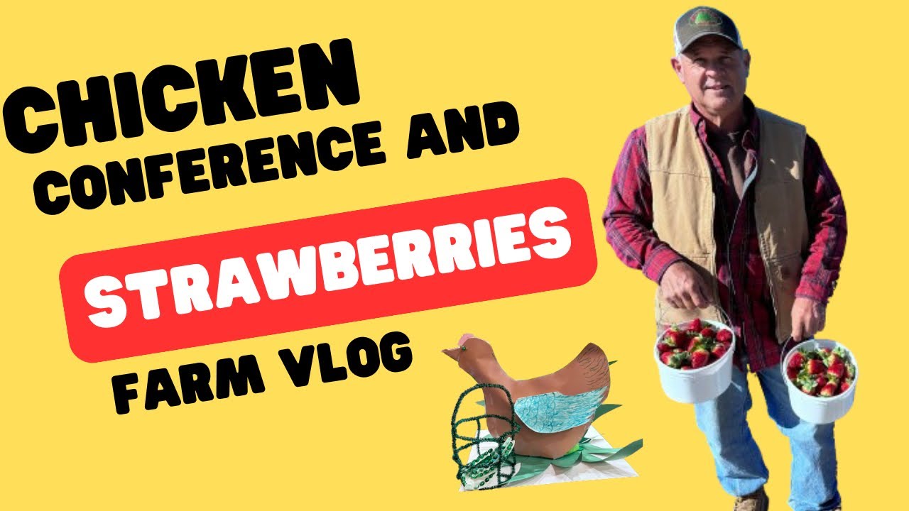 A rooster crow contest, APPPA conference, and strawberry picking! Farm ...