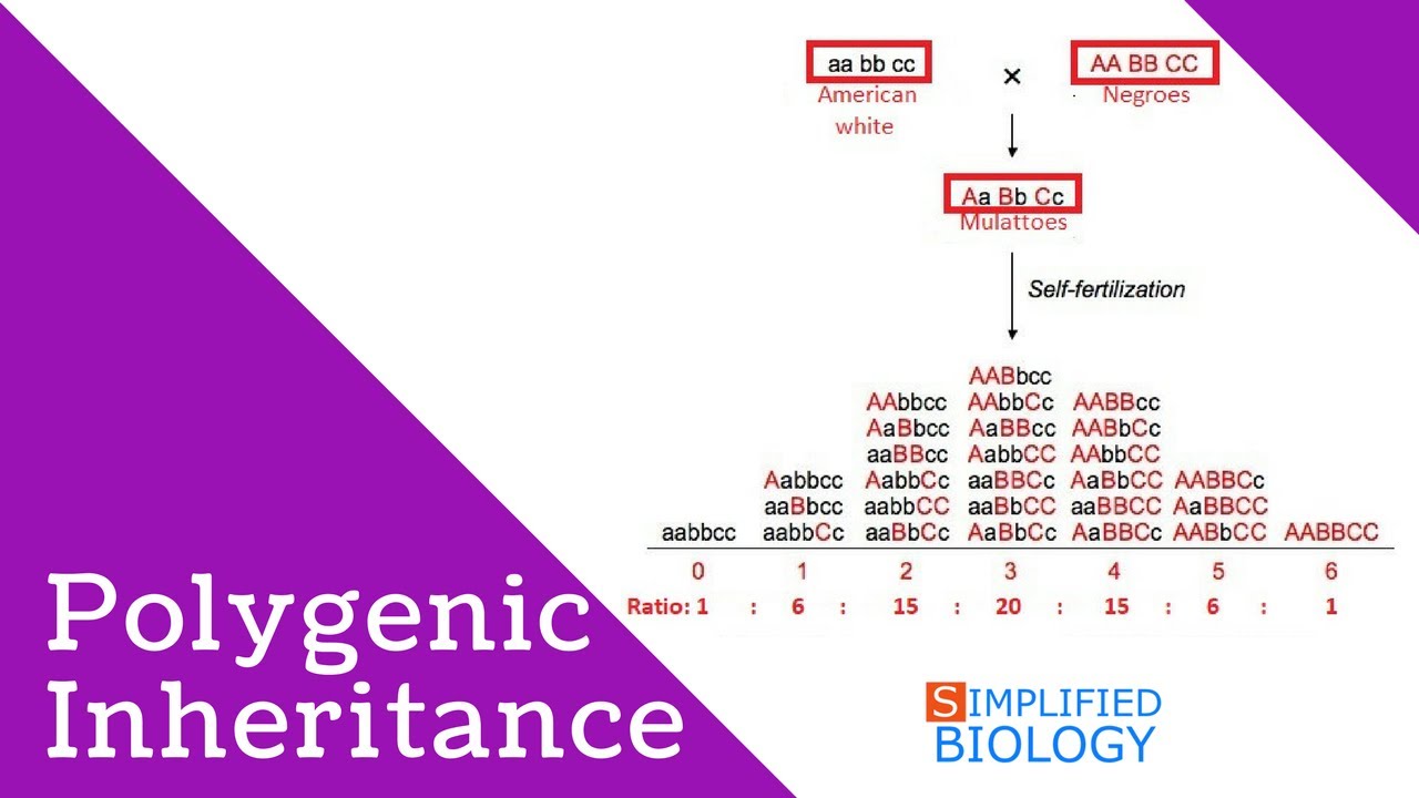 Polygenic Inheritance for NEET, AIIMS, MCAT, JIPMER, PREMED, AIPMT ...
