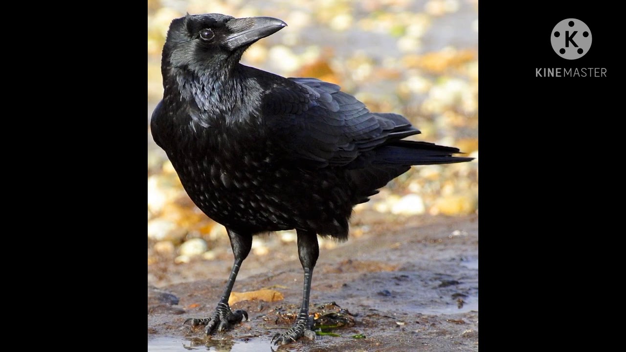 Ek Tha kauwa Kala kala(The Crow and the fox) - YouTube