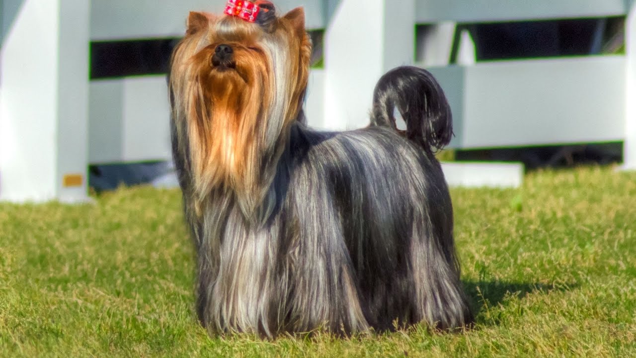 Managing Skin Allergies in Yorkshire Terriers - YouTube
