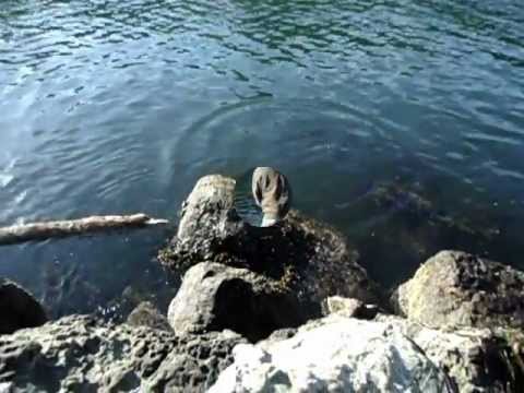 Rock Crab snaring and Eel fishing on Noyo Jetty 10/21/11 - YouTube