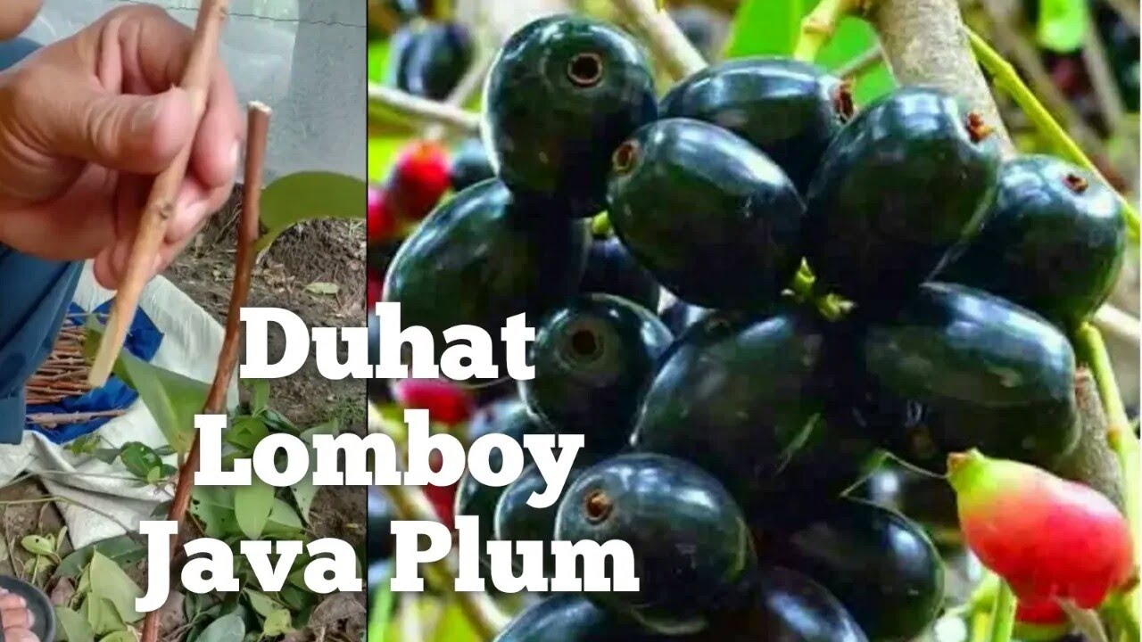 How to Graft Duhat, Java Plum or Lomboy? Using Ice Candy Bag? - YouTube