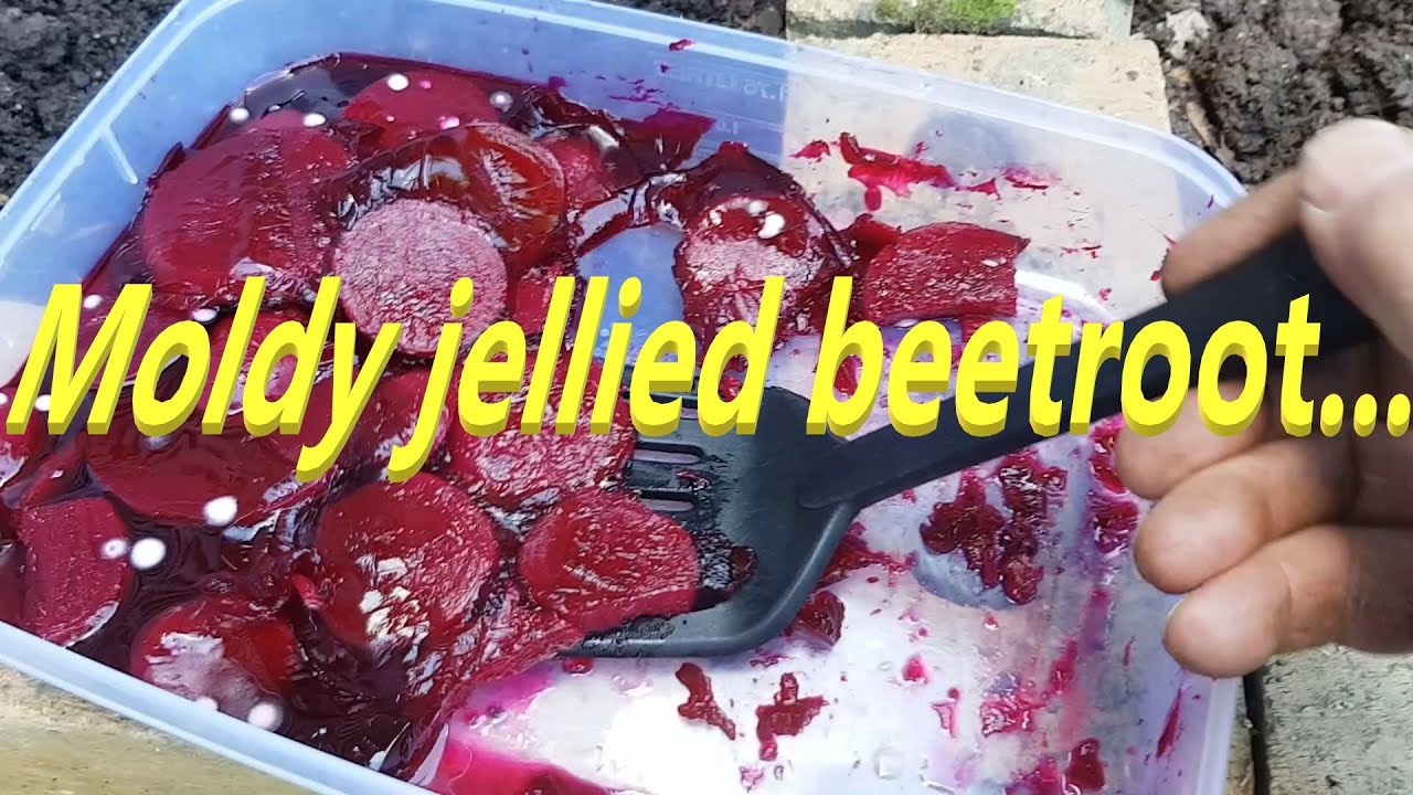 A worm farm test with moldy jellied beetroot! Another 'will worms eat ...